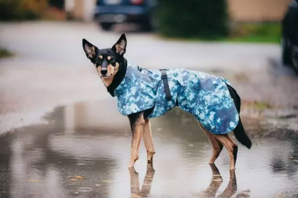 firenzepost - Pitti Uomo: first 4-legged fashion show. Dogs on the ...